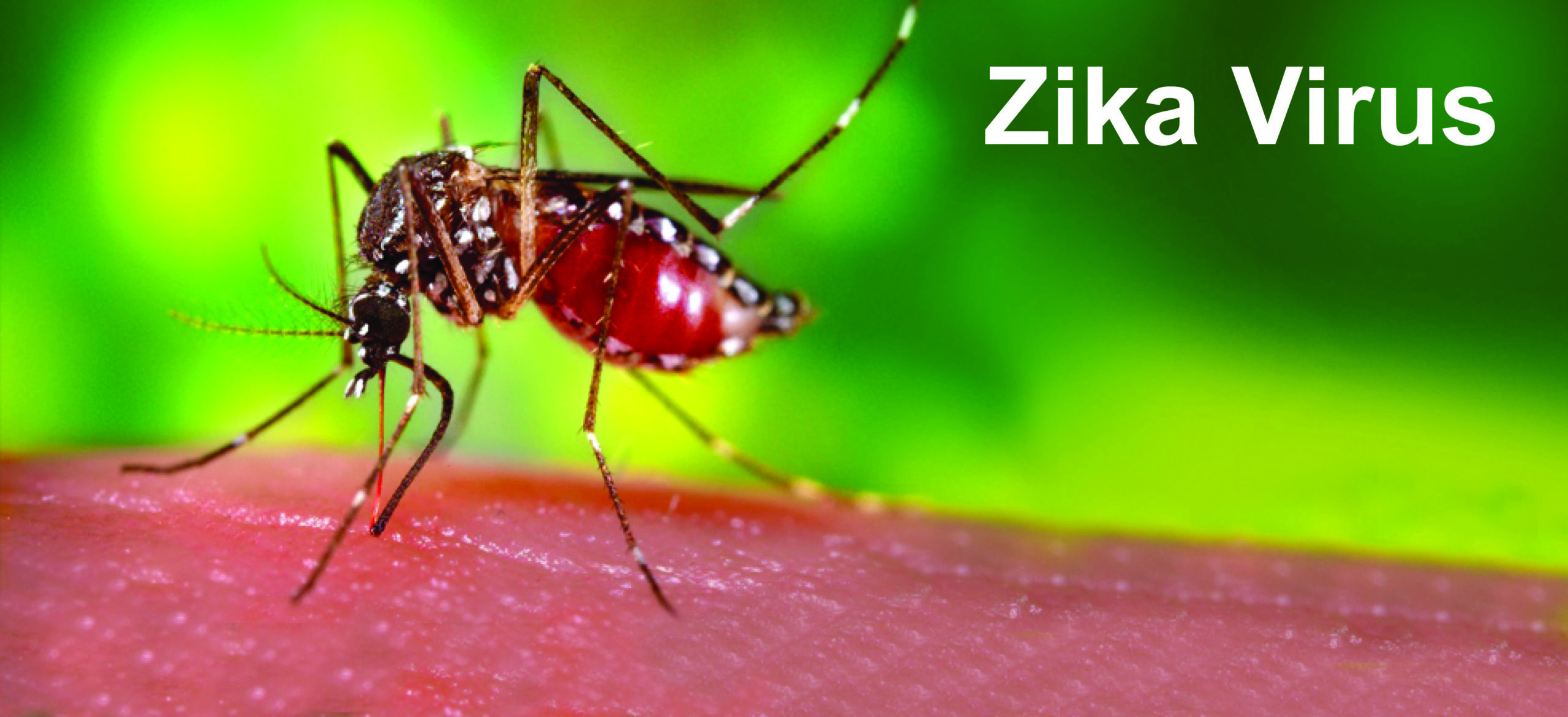 Zika vírus: sintomas e tratamentos - Osasco Notícias